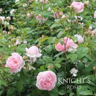 Eglantyne - BUY THIS ROSE ONLINE - Knight's Roses Australia