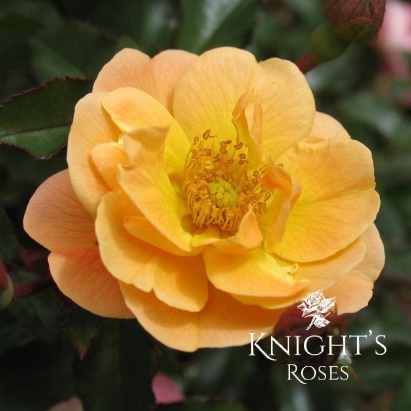 Flower Carpet Amber - BUY THIS ROSE ONLINE - Knight's Roses Australia