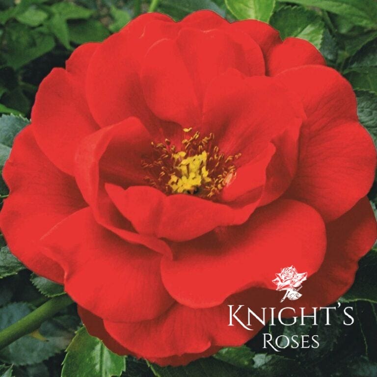 Flower Carpet Scarlet - BUY THIS ROSE ONLINE - Knight's Roses Australia