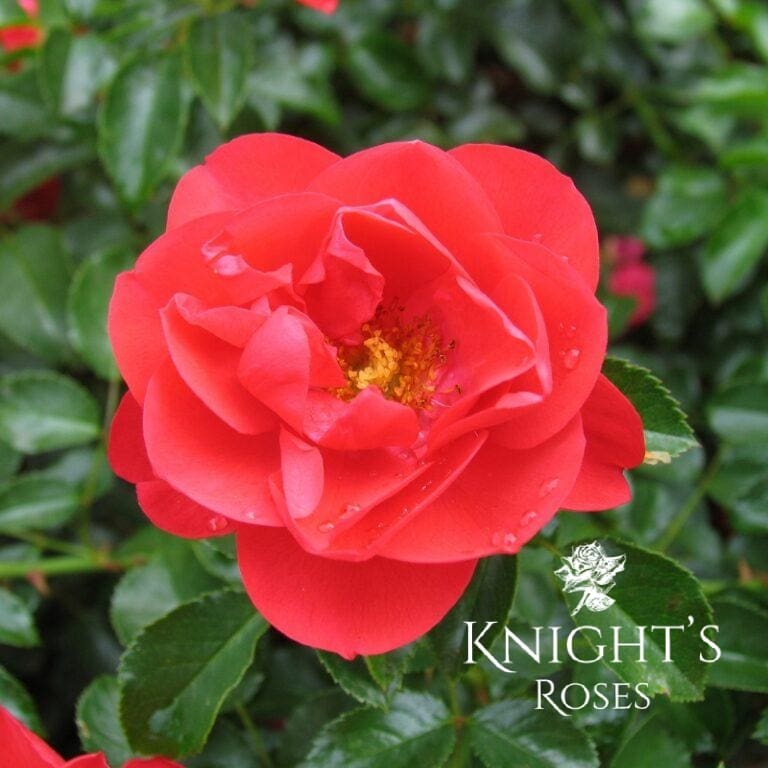 Flower Carpet Scarlet - BUY THIS ROSE ONLINE - Knight's Roses Australia