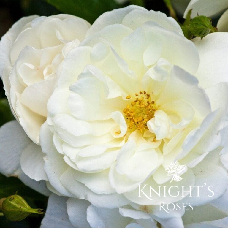 White Roses | Knights Roses Australia - Buy A Rose Bush Online