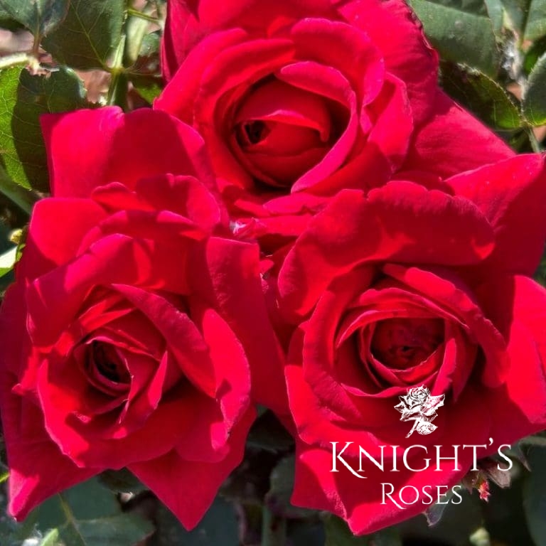 Fragrant Charm - BUY THIS ROSE ONLINE - Knight's Roses Australia