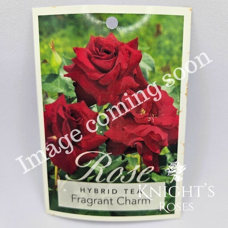 Fragrant Charm - BUY THIS ROSE ONLINE - Knight's Roses Australia