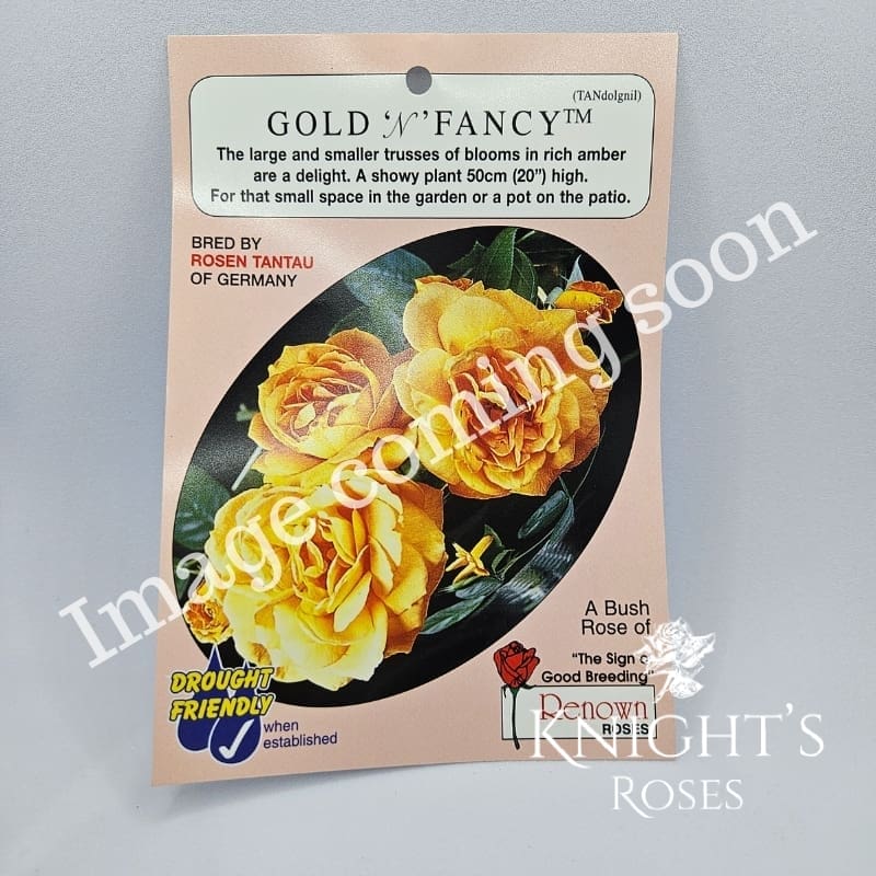 Gold N Fancy - BUY THIS ROSE ONLINE - Knight's Roses Australia