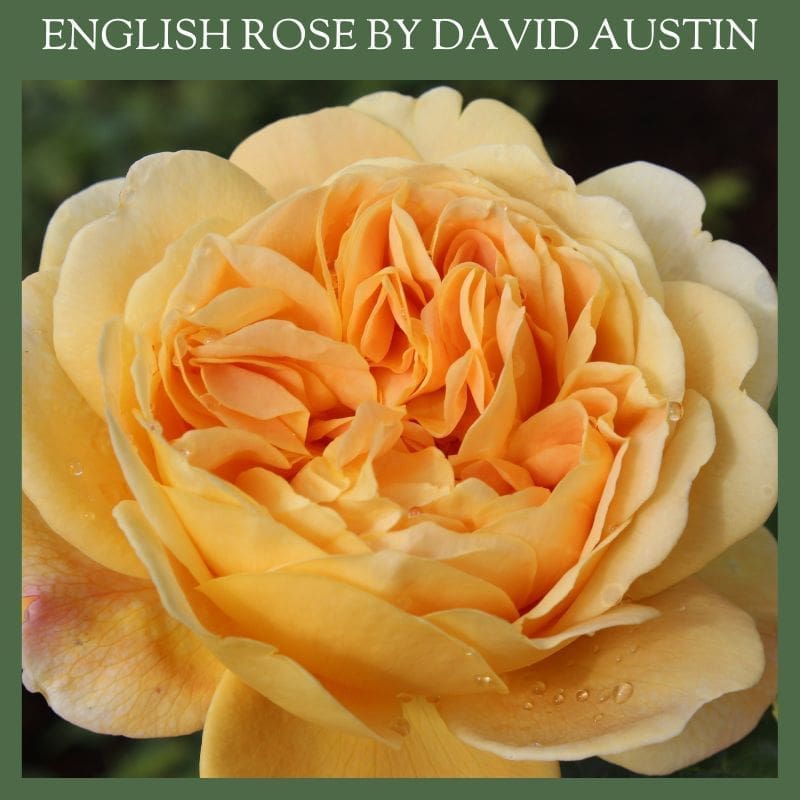 Golden Celebration - BUY THIS ROSE ONLINE - Knight's Roses Australia