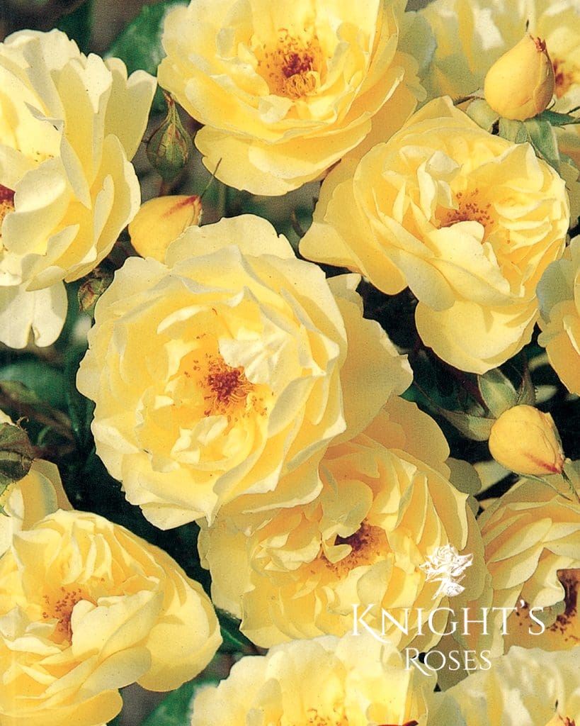Golden Touch - BUY THIS ROSE ONLINE - Knight's Roses Australia
