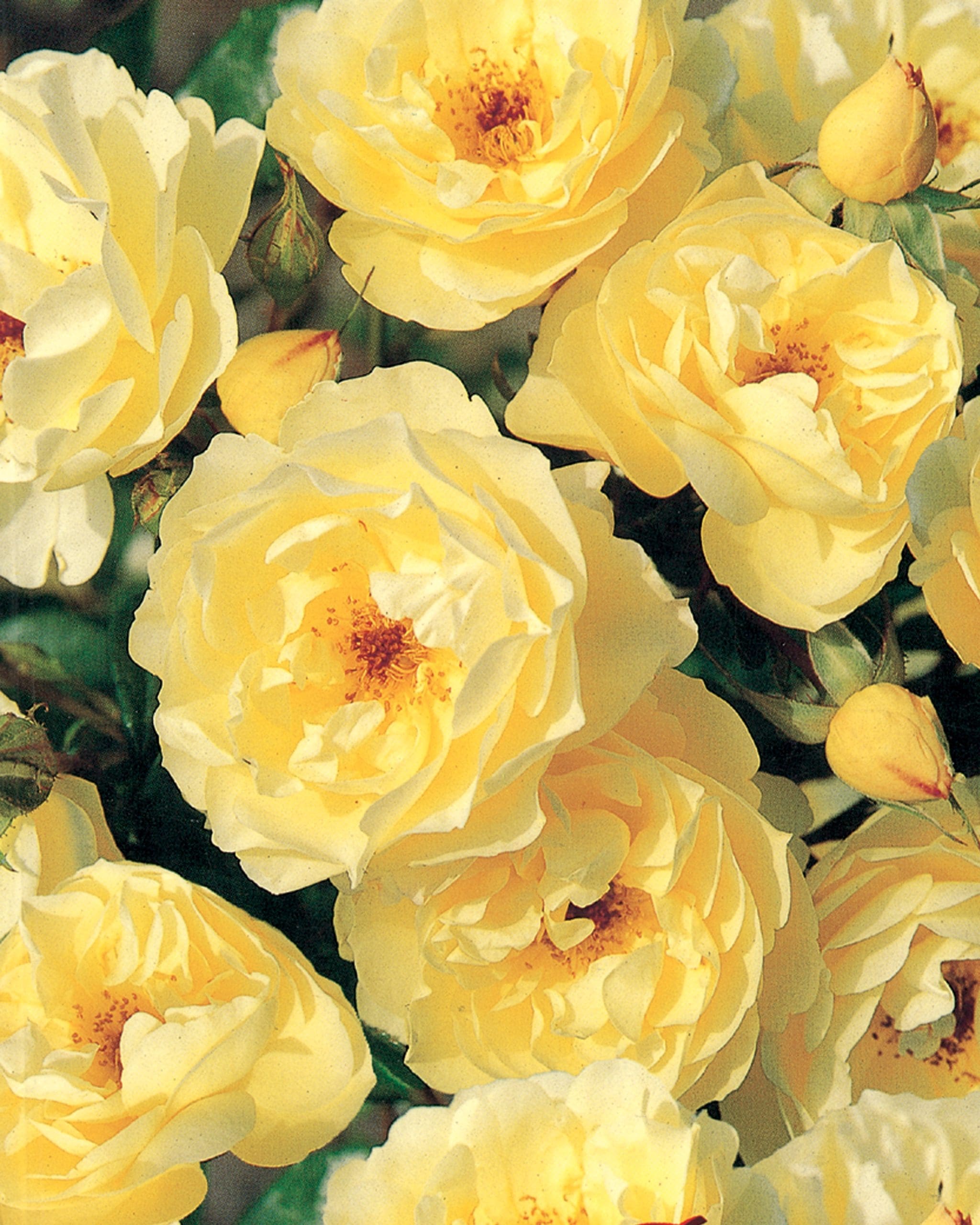 Golden Touch - BUY THIS ROSE ONLINE - Knight's Roses Australia