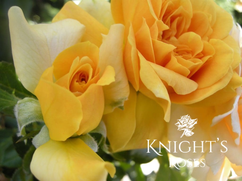 Golden Years - BUY THIS ROSE ONLINE - Knight's Roses Australia