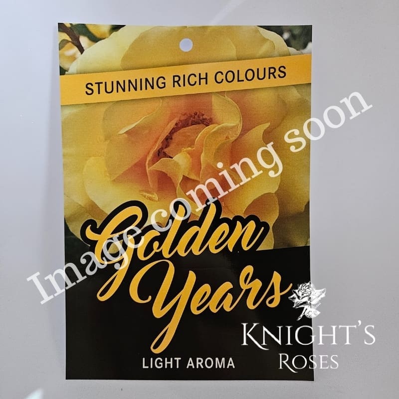 Golden Years - BUY THIS ROSE ONLINE - Knight's Roses Australia