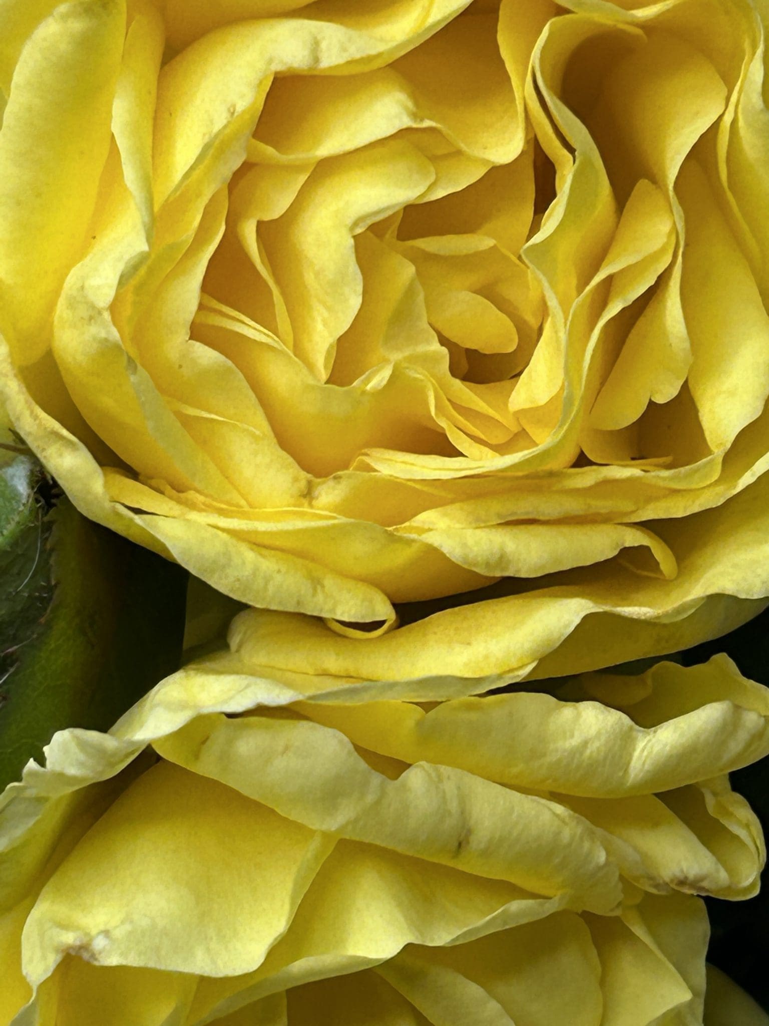 Guys Gold - BUY THIS ROSE ONLINE - Knight's Roses Australia