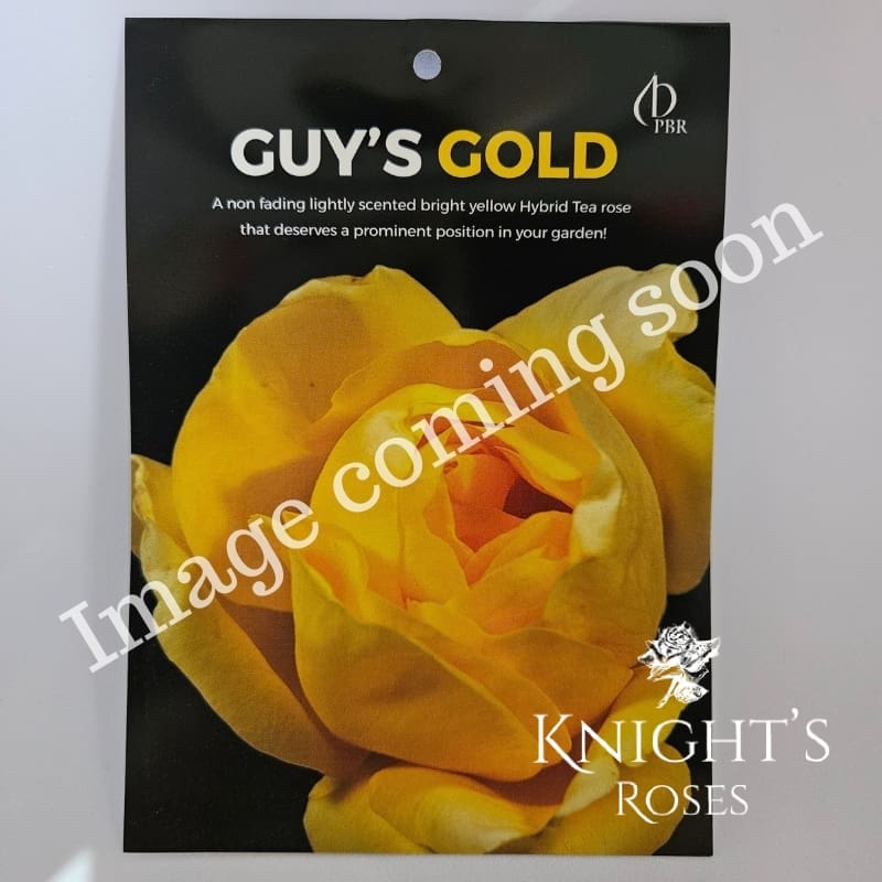 Guys Gold - BUY THIS ROSE ONLINE - Knight's Roses Australia