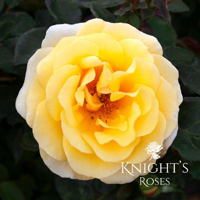 Lady of Australia - BUY THIS ROSE ONLINE - Knight's Roses Australia