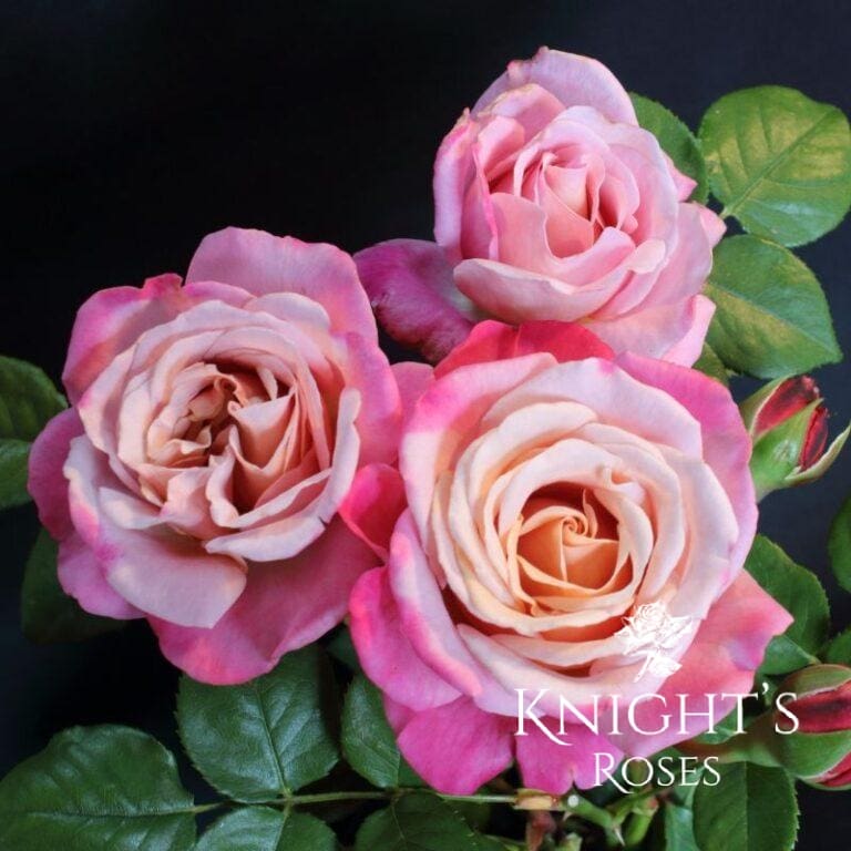 Buy Roses Online |100's of Bagged or Potted | Knight's Roses Australia