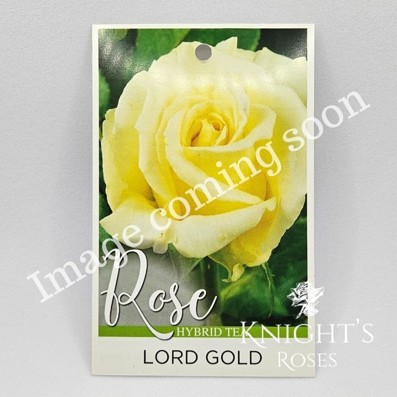 Lord Gold - BUY THIS ROSE ONLINE - Knight's Roses Australia