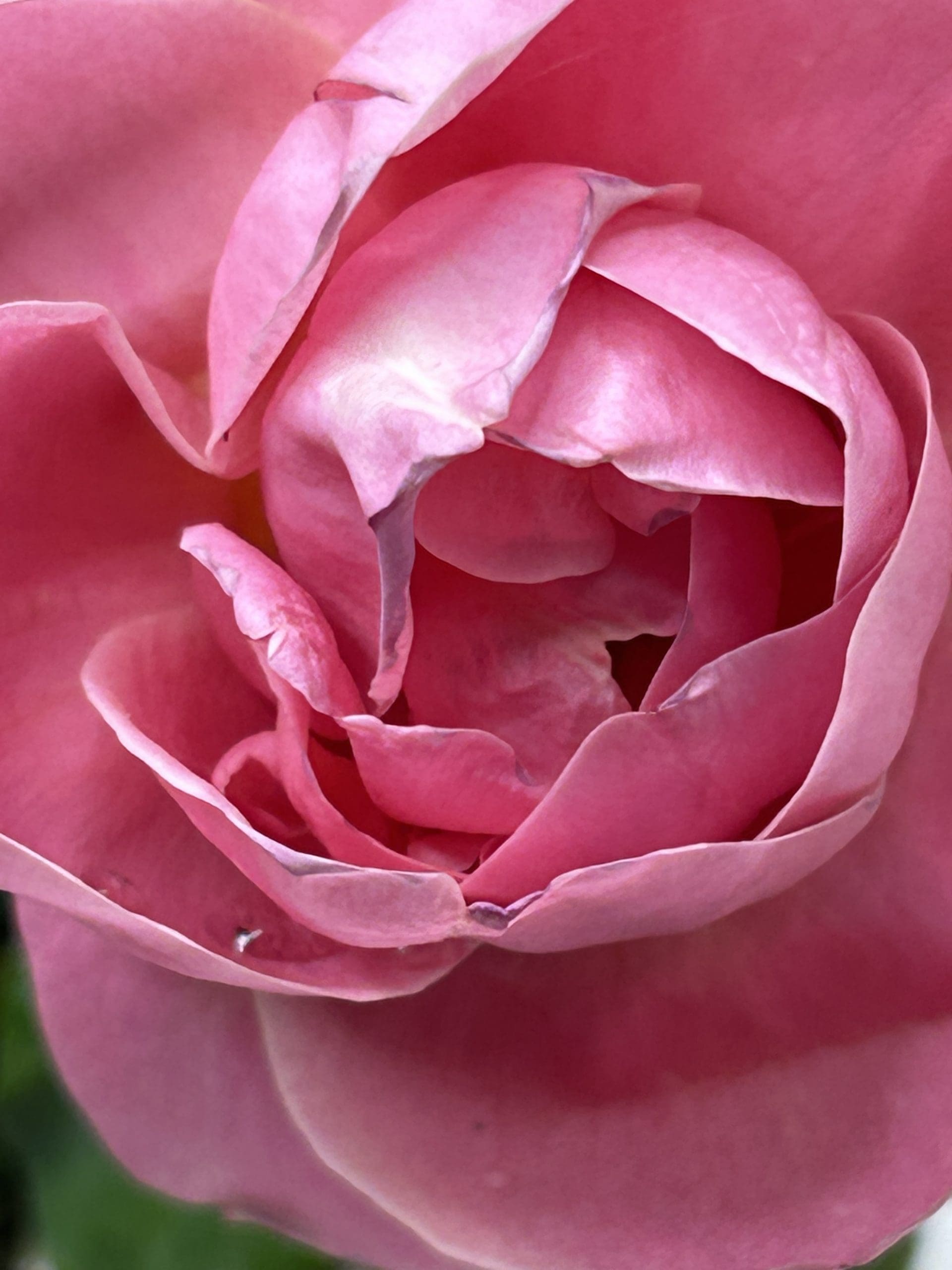 Lorraine Lee - BUY THIS ROSE ONLINE - Knight's Roses Australia