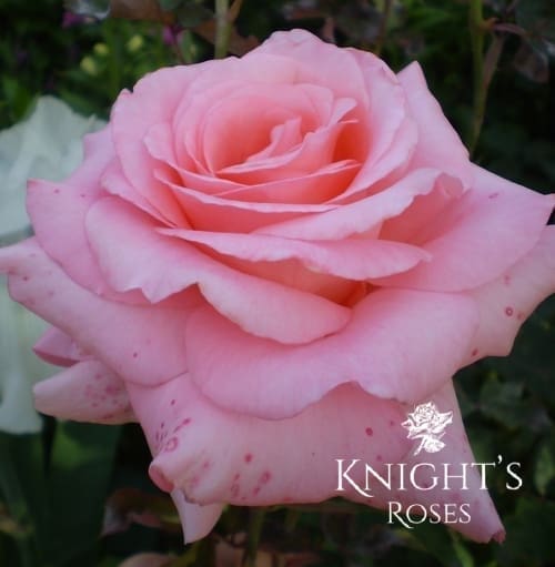 Sylvia - BUY THIS ROSE ONLINE - Knight's Roses Australia