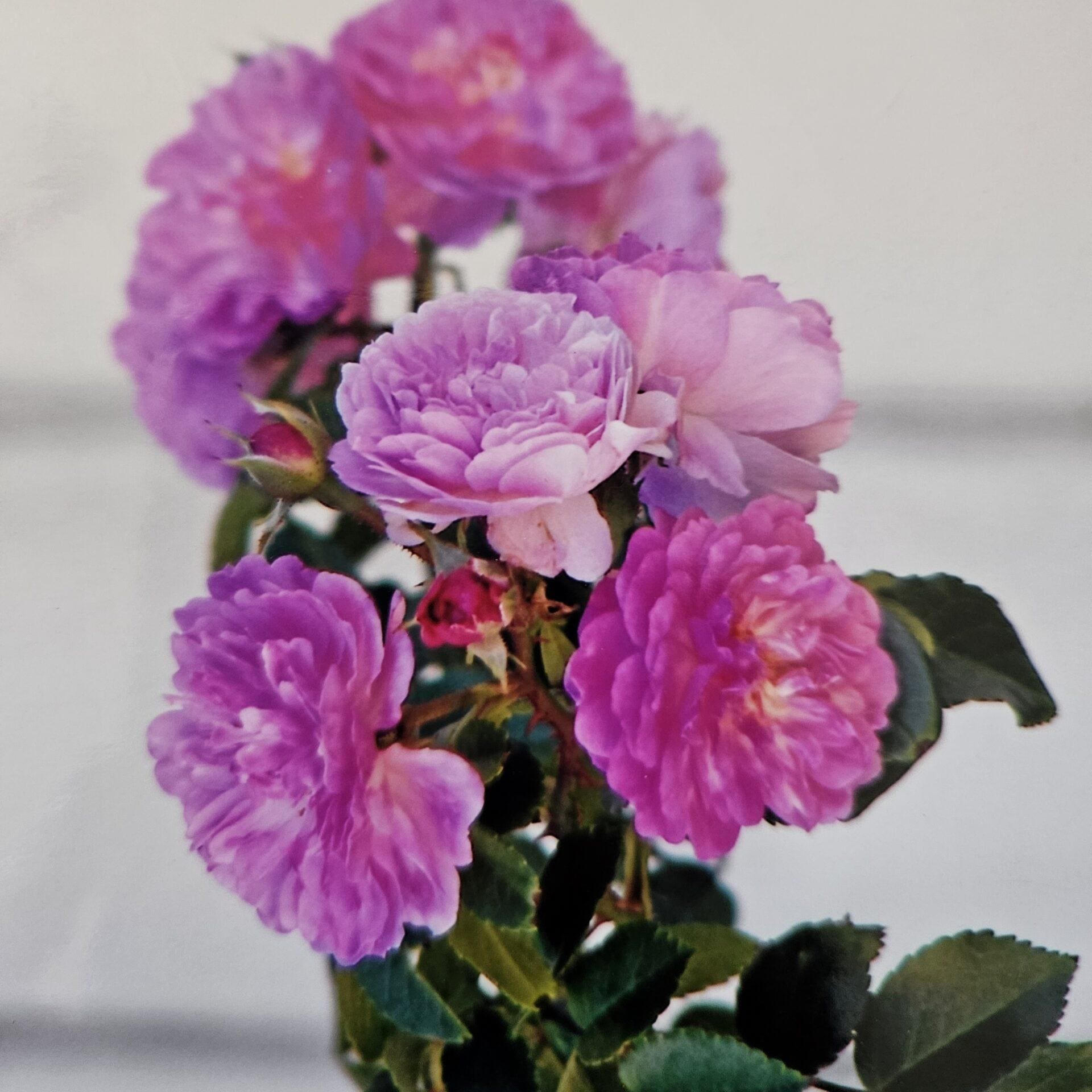 Perfume Carpet - BUY THIS ROSE ONLINE - Knight's Roses Australia