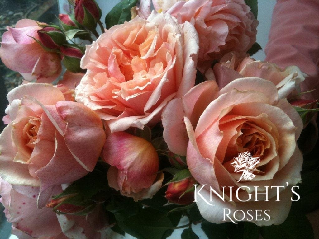 Phoenix - BUY THIS ROSE ONLINE - Knight's Roses Australia