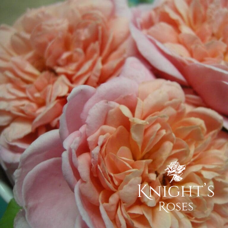 Phoenix - BUY THIS ROSE ONLINE - Knight's Roses Australia
