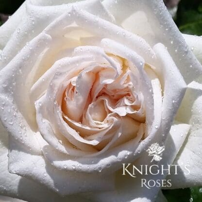 White Roses | Knights Roses Australia - Buy A Rose Bush Online