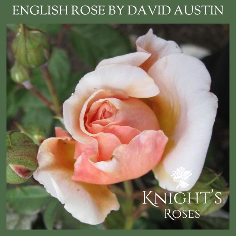 Pink Roses | Knights Roses Australia - Buy A Rose Bush Online