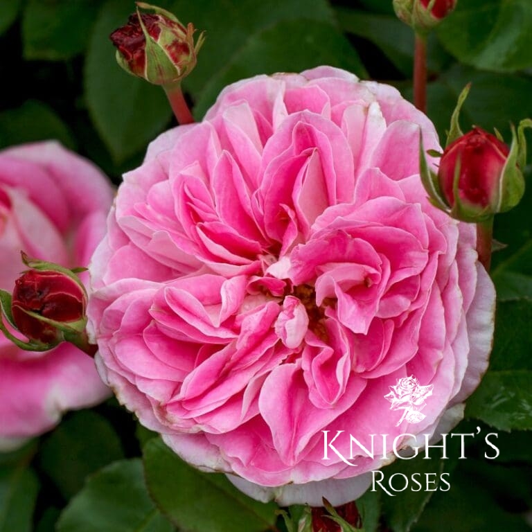 Buy Roses Online |100's of Bagged or Potted | Knight's Roses Australia