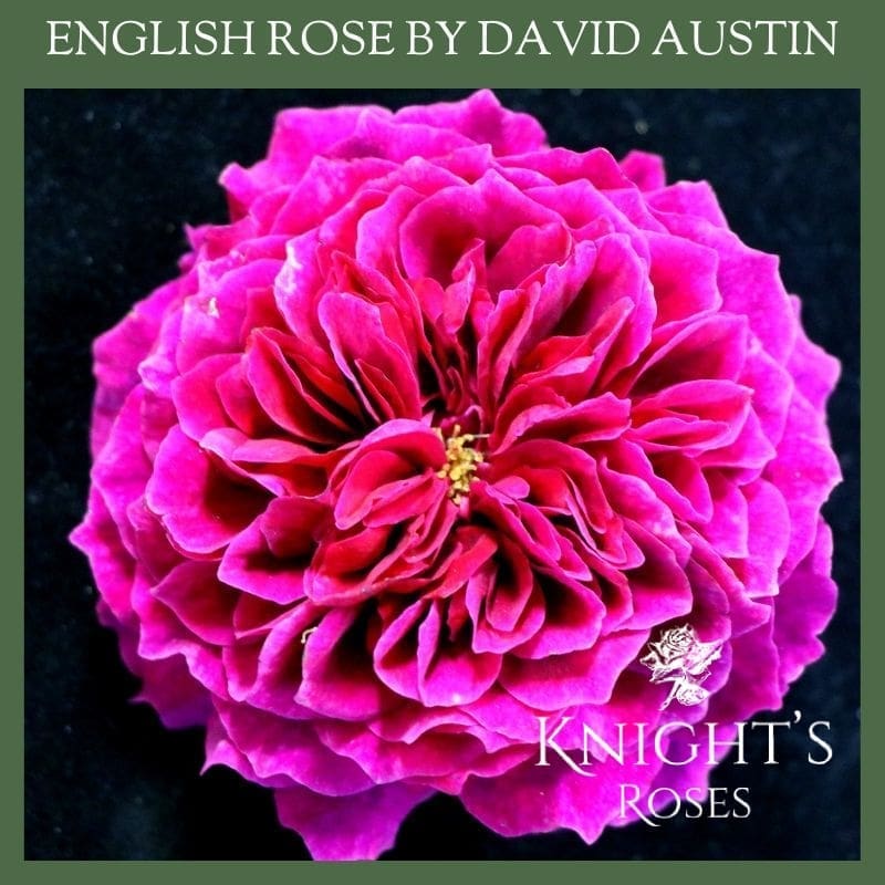Othello - BUY THIS ROSE ONLINE - Knight's Roses Australia