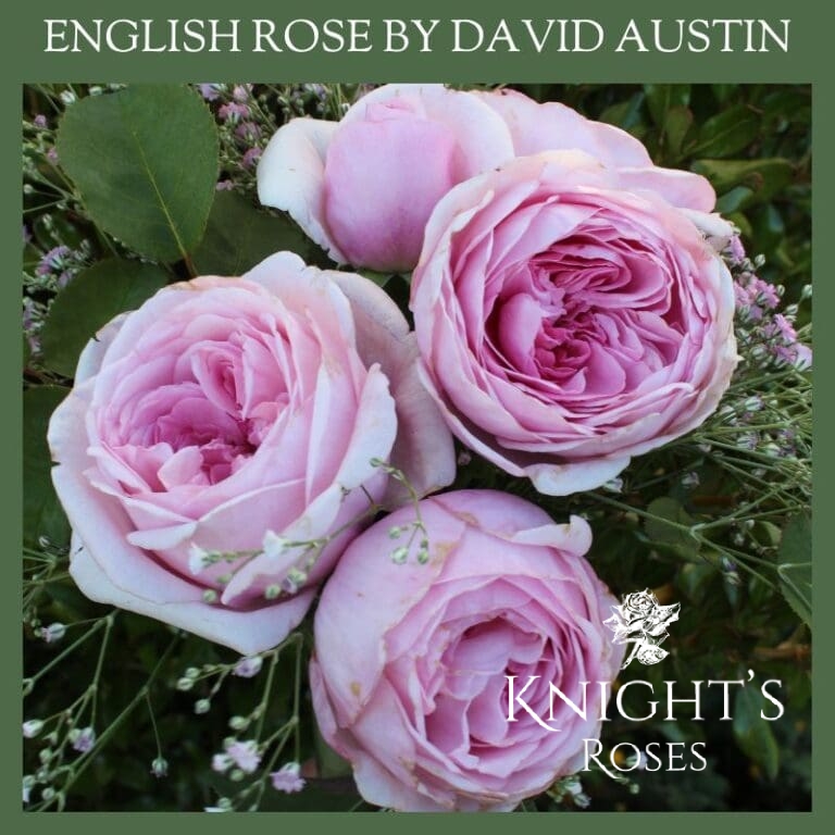 Pretty Jessica - BUY THIS ROSE ONLINE - Knight's Roses Australia