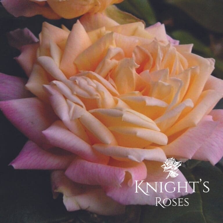 Buy Roses Online |100's of Bagged or Potted | Knight's Roses Australia