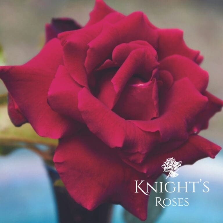 Buy Roses Online |100's of Bagged or Potted | Knight's Roses Australia