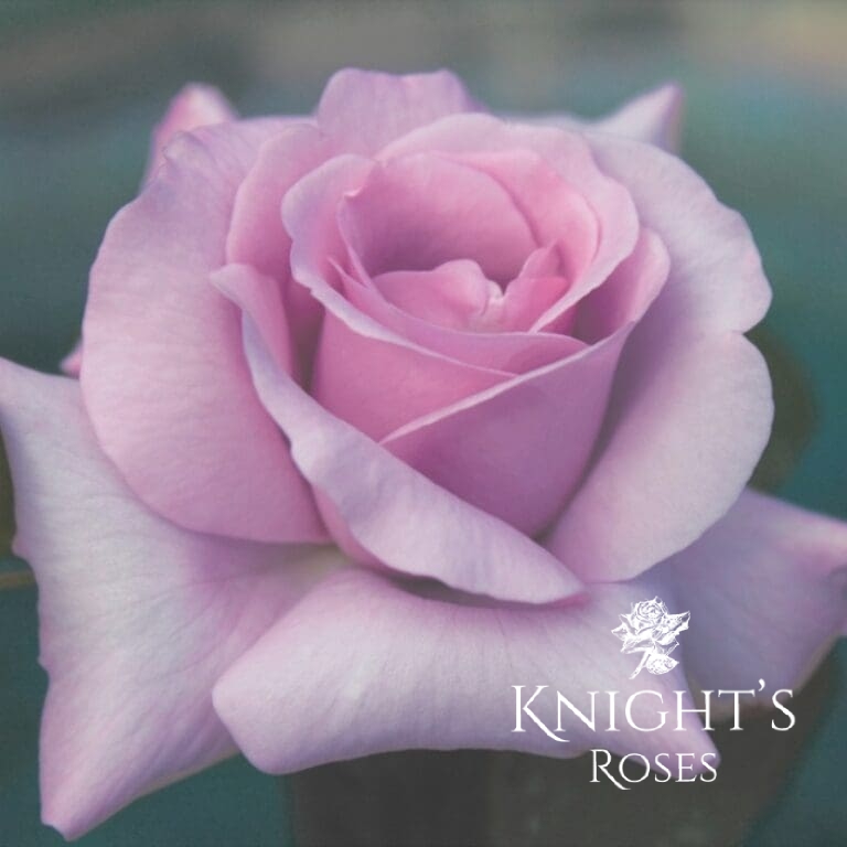 Smooth Silver Moon - BUY THIS ROSE ONLINE - Knight's Roses Australia