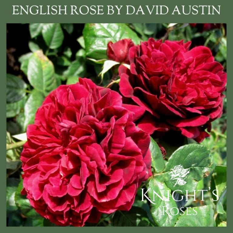 The Squire - BUY THIS ROSE ONLINE - Knight's Roses Australia
