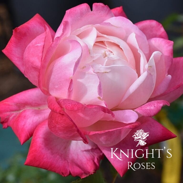Pink Roses | Knights Roses Australia - Buy A Rose Bush Online