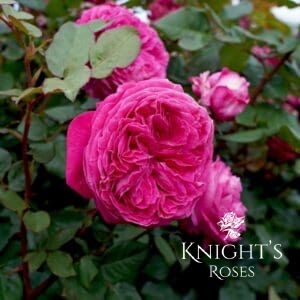 Delightful Parfuma - BUY THIS ROSE ONLINE - Knight's Roses Australia