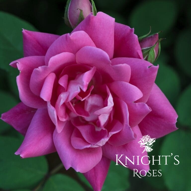 Buy Roses Online |100's of Bagged or Potted | Knight's Roses Australia