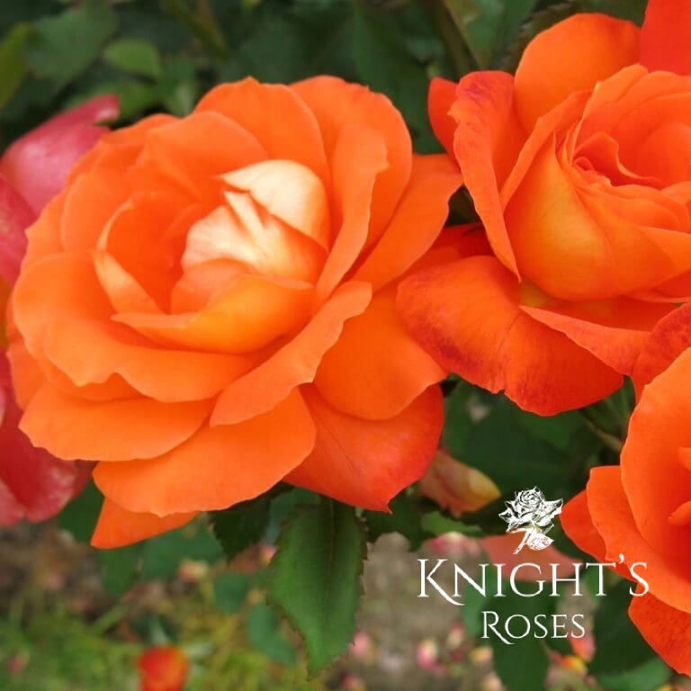 Buy Roses Online |100's of Bagged or Potted | Knight's Roses Australia
