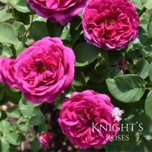 Buy Roses Online |100's of Bagged or Potted | Knight's Roses Australia