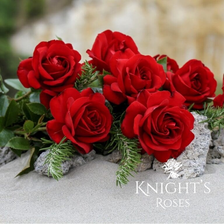 Buy Roses Online |100's of Bagged or Potted | Knight's Roses Australia