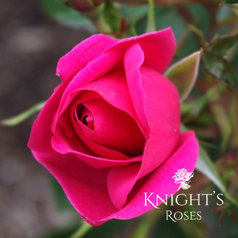 Buy Roses Online |100's of Bagged or Potted | Knight's Roses Australia