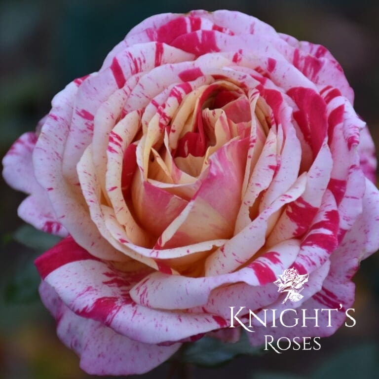 Buy Roses Online |100's of Bagged or Potted | Knight's Roses Australia