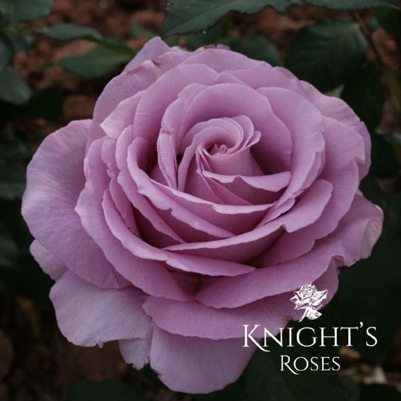 Lucina - BUY THIS ROSE ONLINE - Knight's Roses Australia
