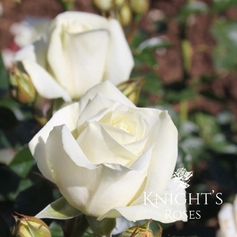 Subzero™ - BUY THIS ROSE ONLINE - Knight's Roses Australia