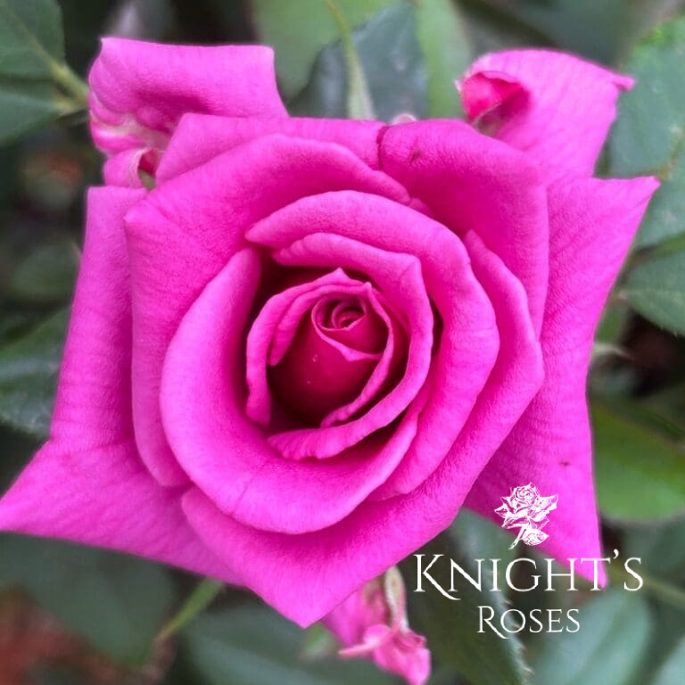 Buy Roses Online |100's of Bagged or Potted | Knight's Roses Australia