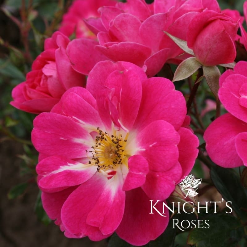 Shady Lady™️ - BUY THIS ROSE ONLINE - Knight's Roses Australia