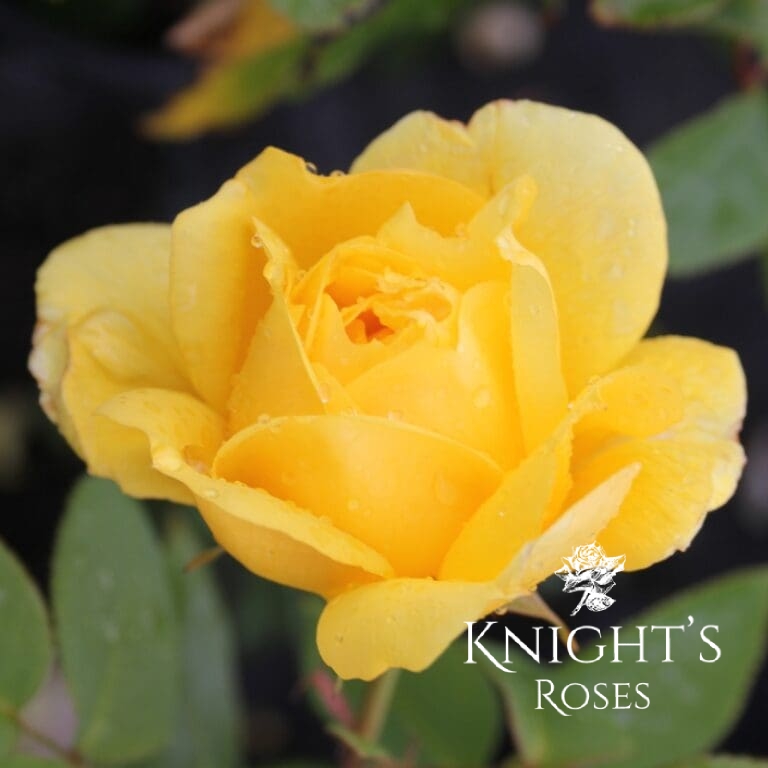 Memorial Roses | Knights Roses Australia - Buy A Rose Bush Online