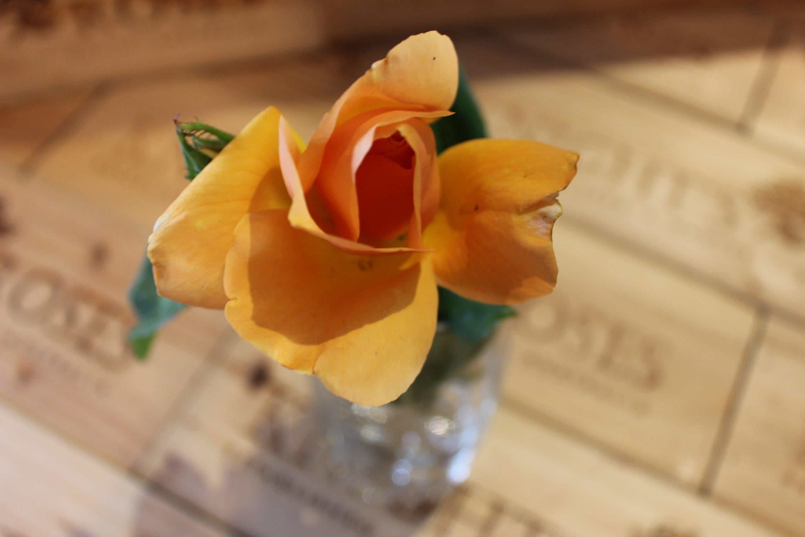Cannes Festival - BUY THIS ROSE ONLINE - Knight's Roses Australia