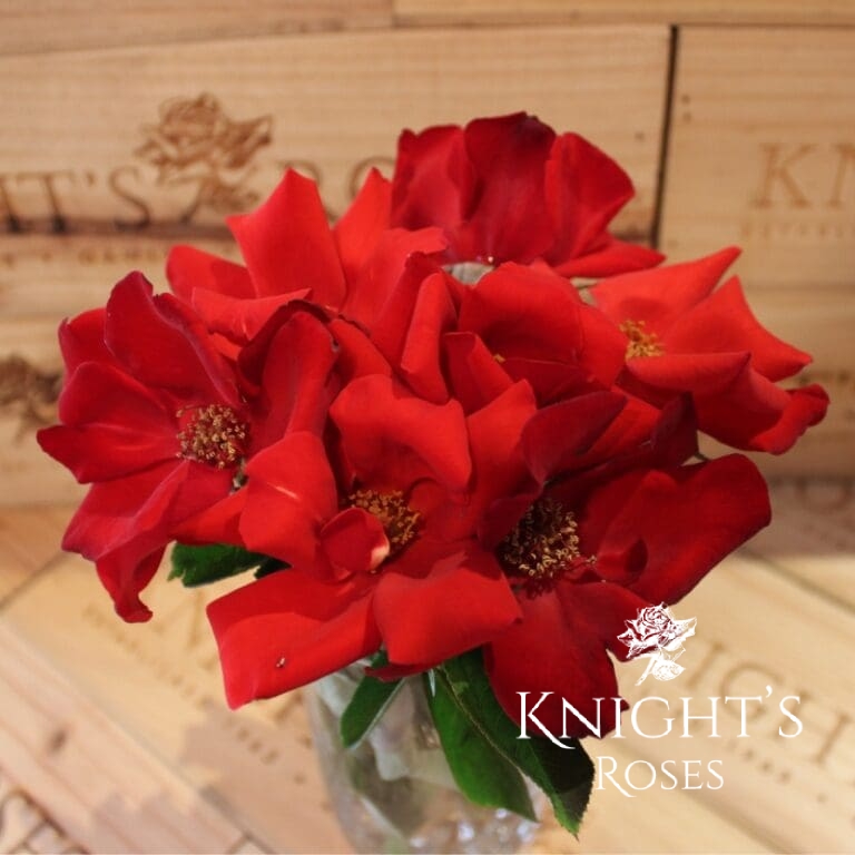 Red Roses | Knights Roses Australia - Buy A Rose Bush Online