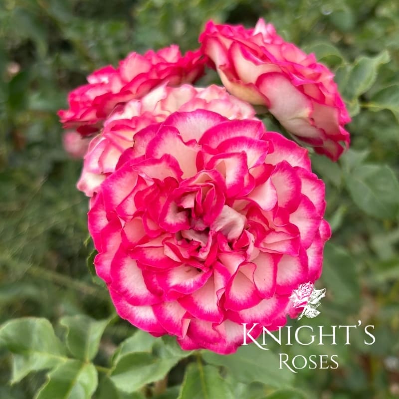 Buy Roses Online |100's of Bagged or Potted | Knight's Roses Australia