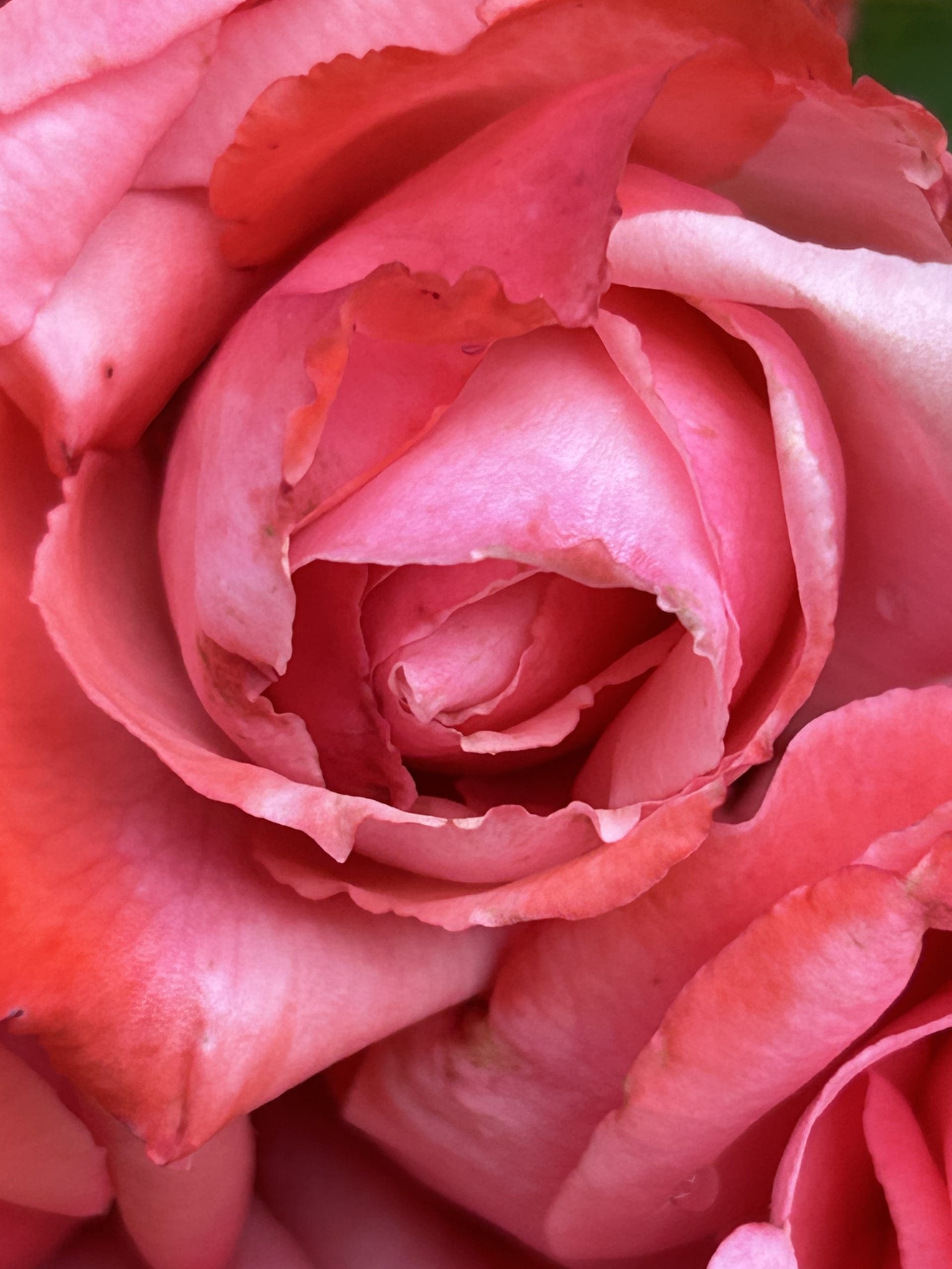 Friendship - BUY THIS ROSE ONLINE - Knight's Roses Australia