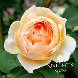 Jude the Obscure - BUY THIS ROSE ONLINE - Knight's Roses Australia